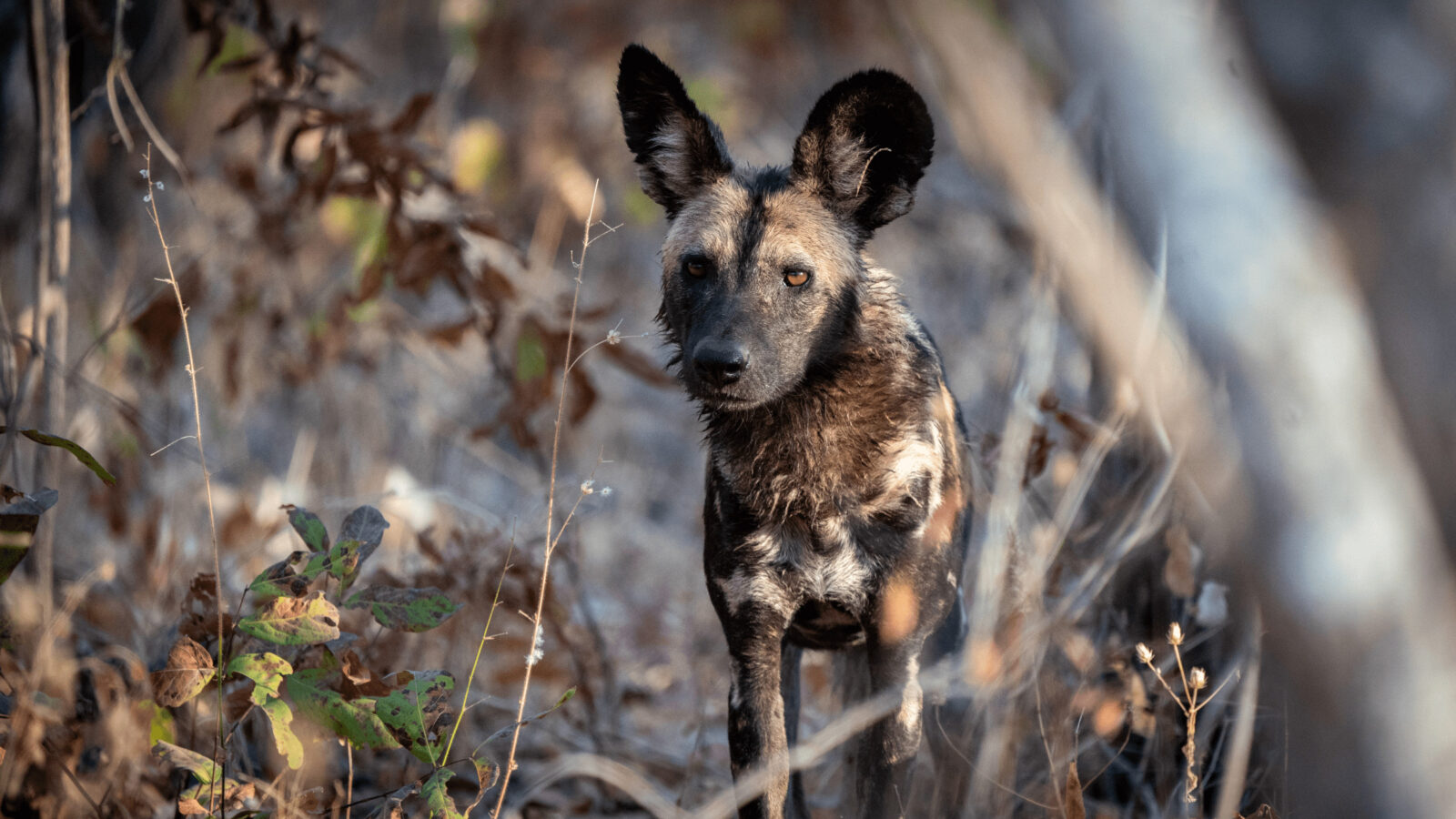 Conserving Wild Dogs in Luambe National Park | C4C Fund