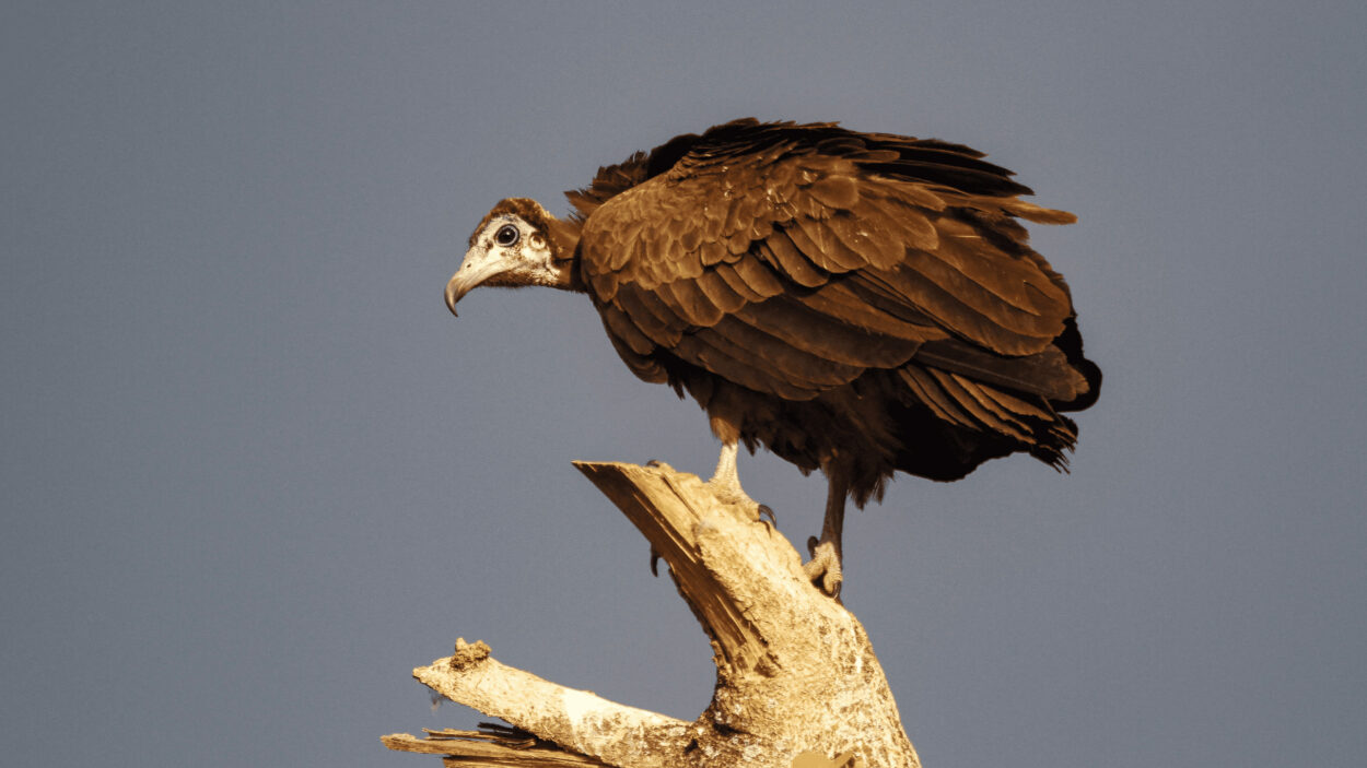 African Vultures - Caring for Conservation Fund