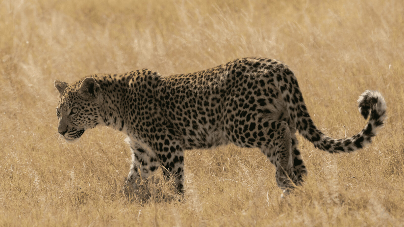 Leopard Research and Conservation in Luambe National Park