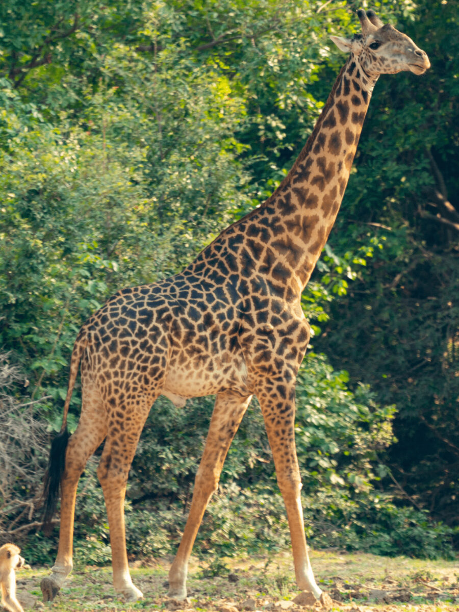 Conservation Efforts for Lions in Luambe National Park | C4C Fund